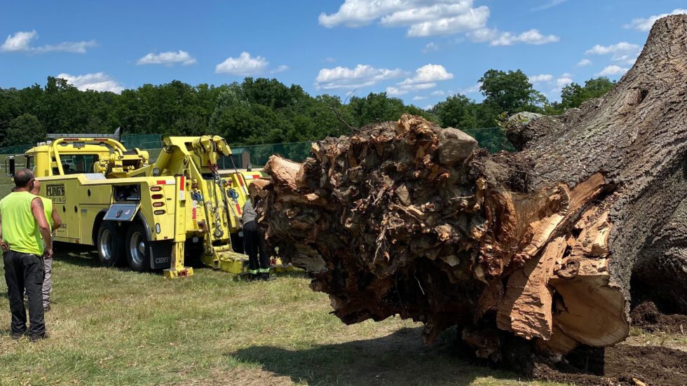 Historic Black Oak Tree Removal at Layton Park by Fling's Towing ...